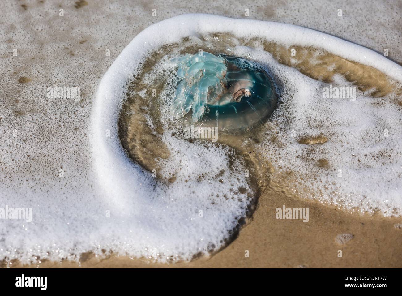 28 September 2022, Schleswig-Holstein, Westerland/Sylt: A blue nettle ...