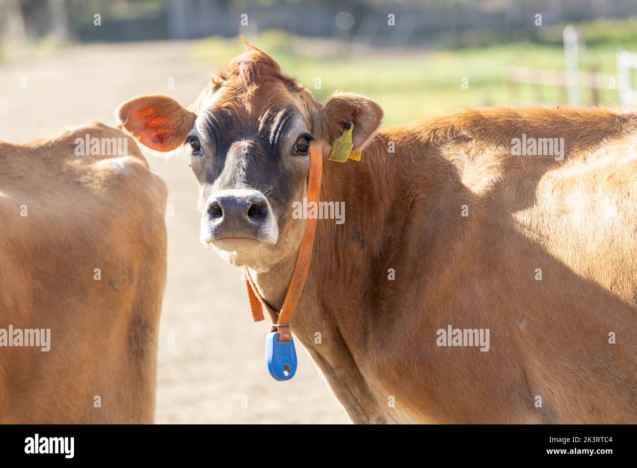 A jersey breed cow looking at the camera. An electronic monitoring tag ...