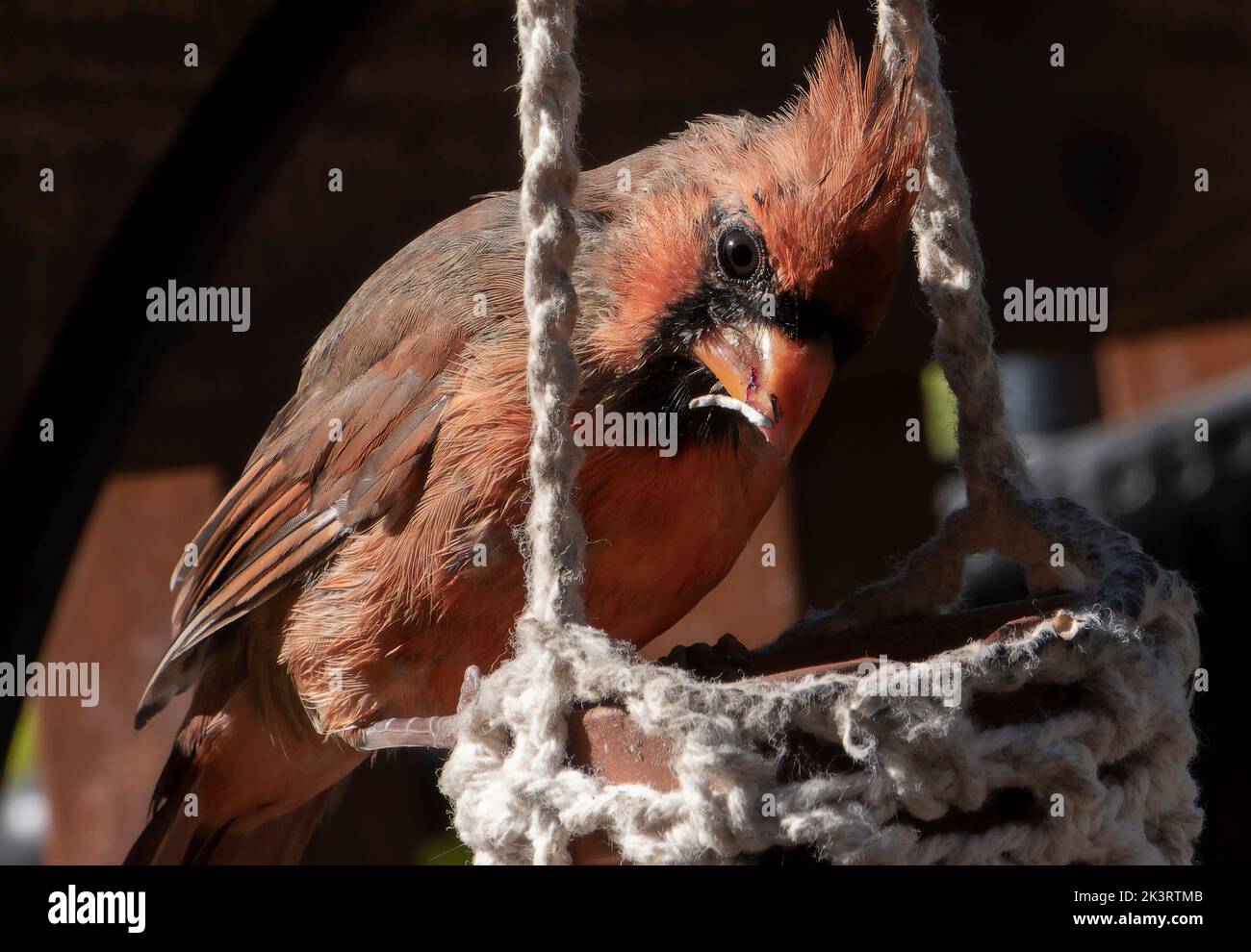 Northern Cardinal in a hanging bird feeder Stock Photo - Alamy