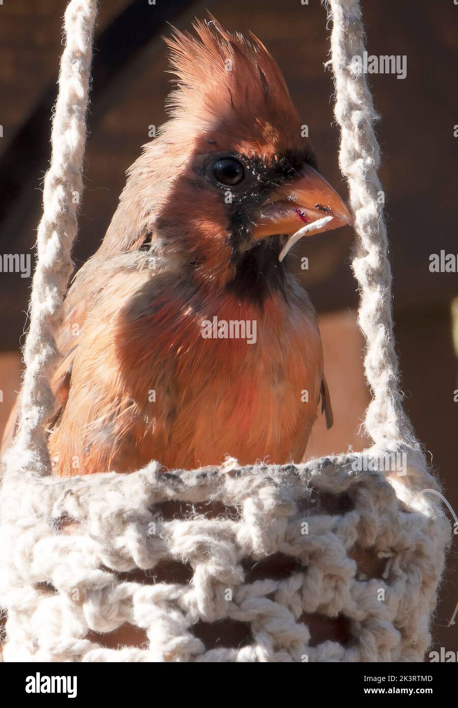Northern cardinal in hanging hi-res stock photography and images - Alamy