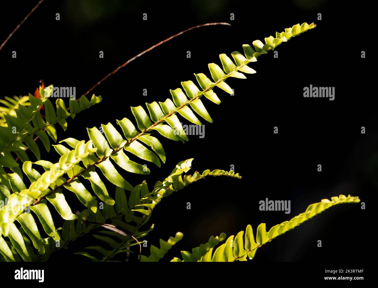 Northern cardinal in hanging hi-res stock photography and images - Alamy