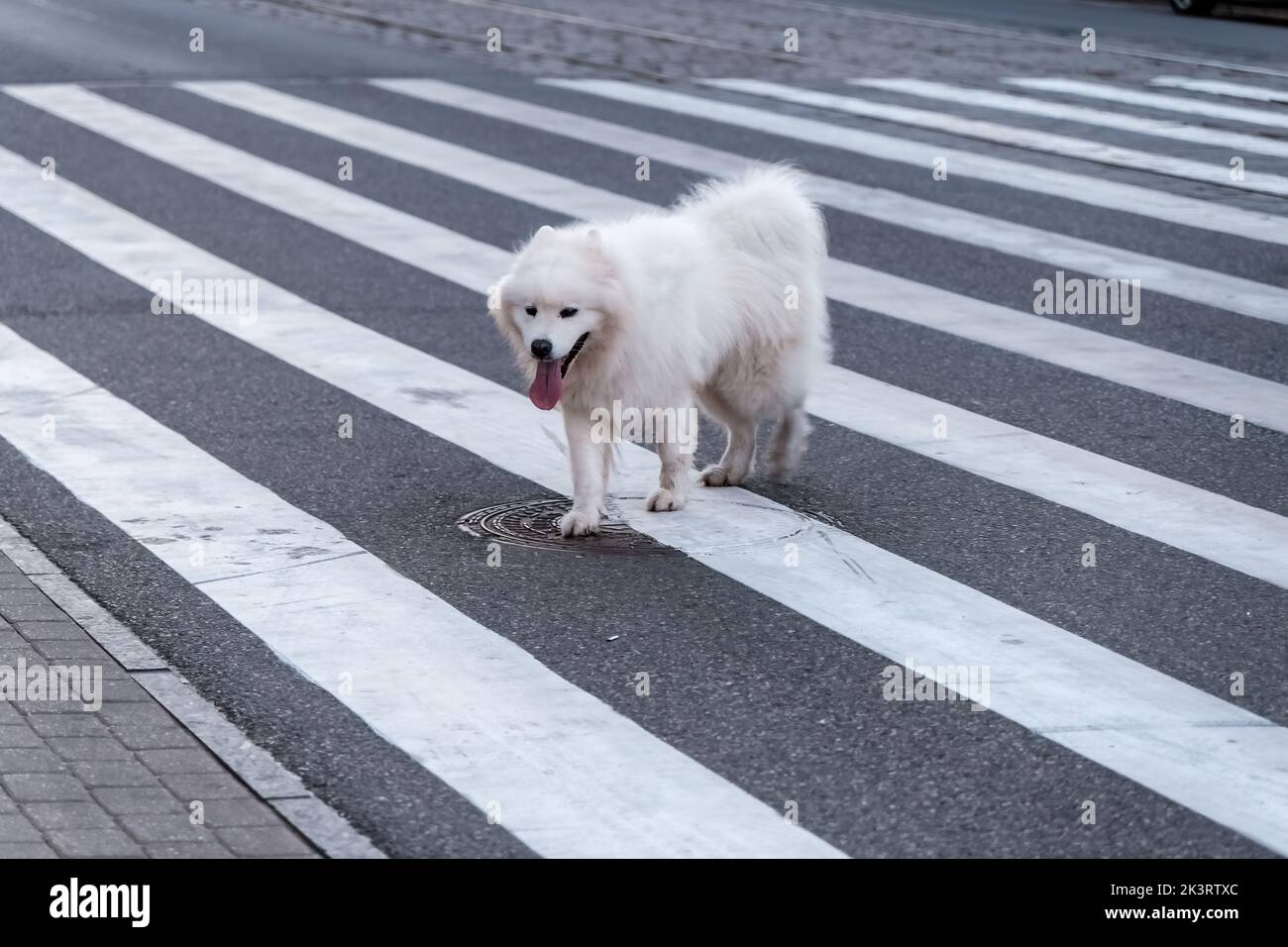 smart stray dog crosses the road with a pedestrian crossing Stock Photo ...