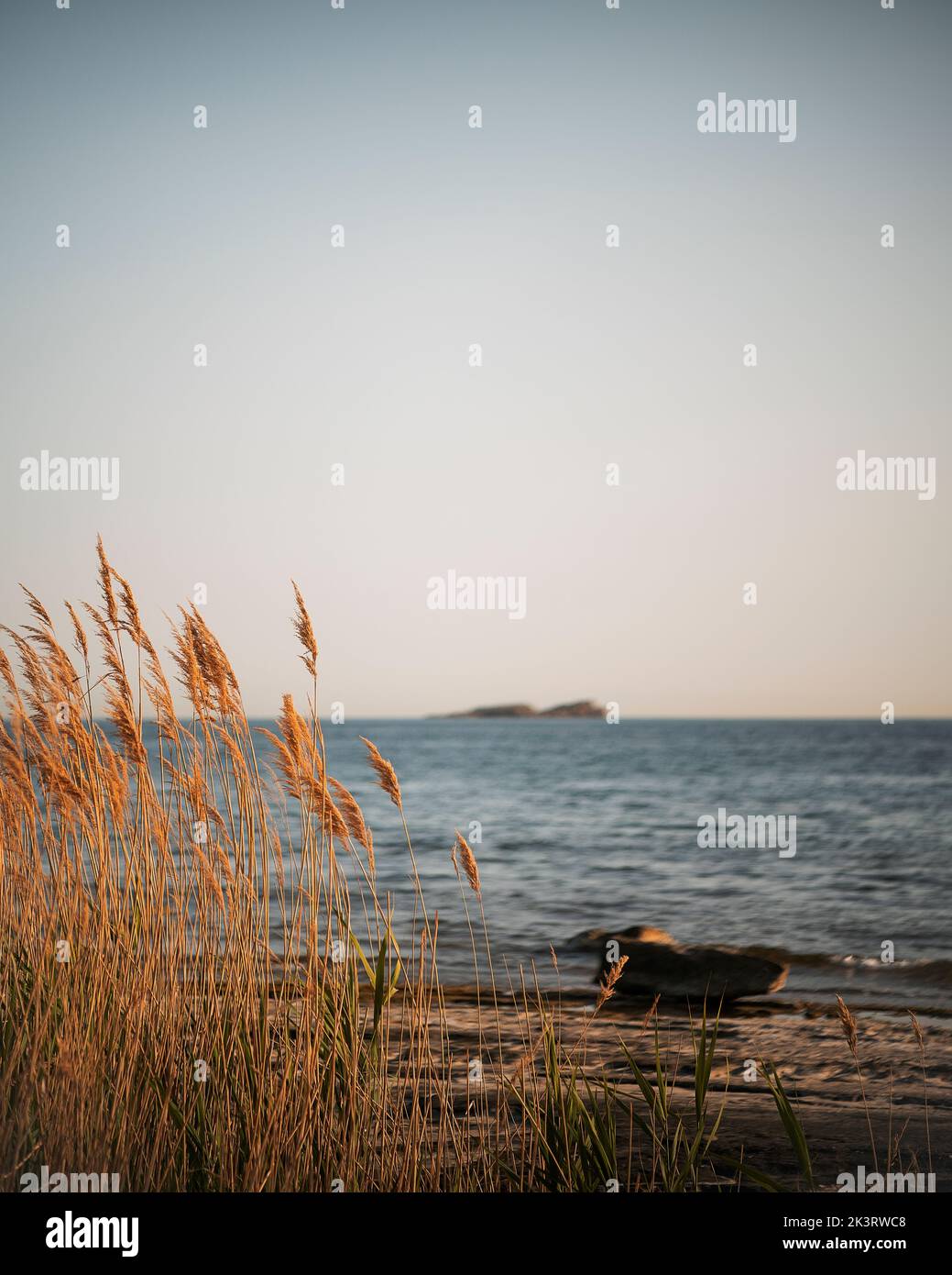 The reeds on the beach with a sea view Stock Photo - Alamy