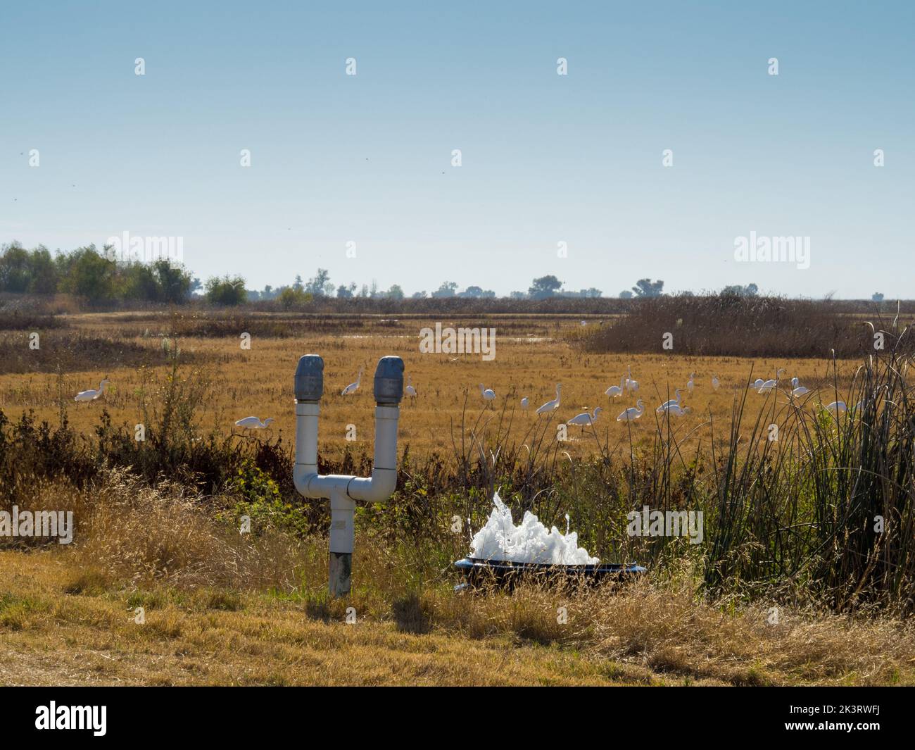 A siege of Great Egret invade a field that is being flooded for the ...