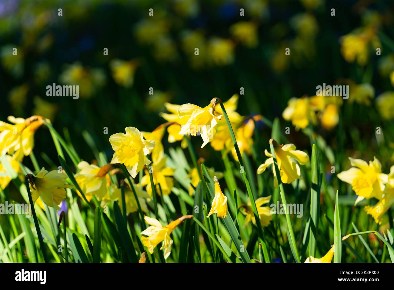 A close-up of a bunch of daffodil flowers Stock Photo - Alamy