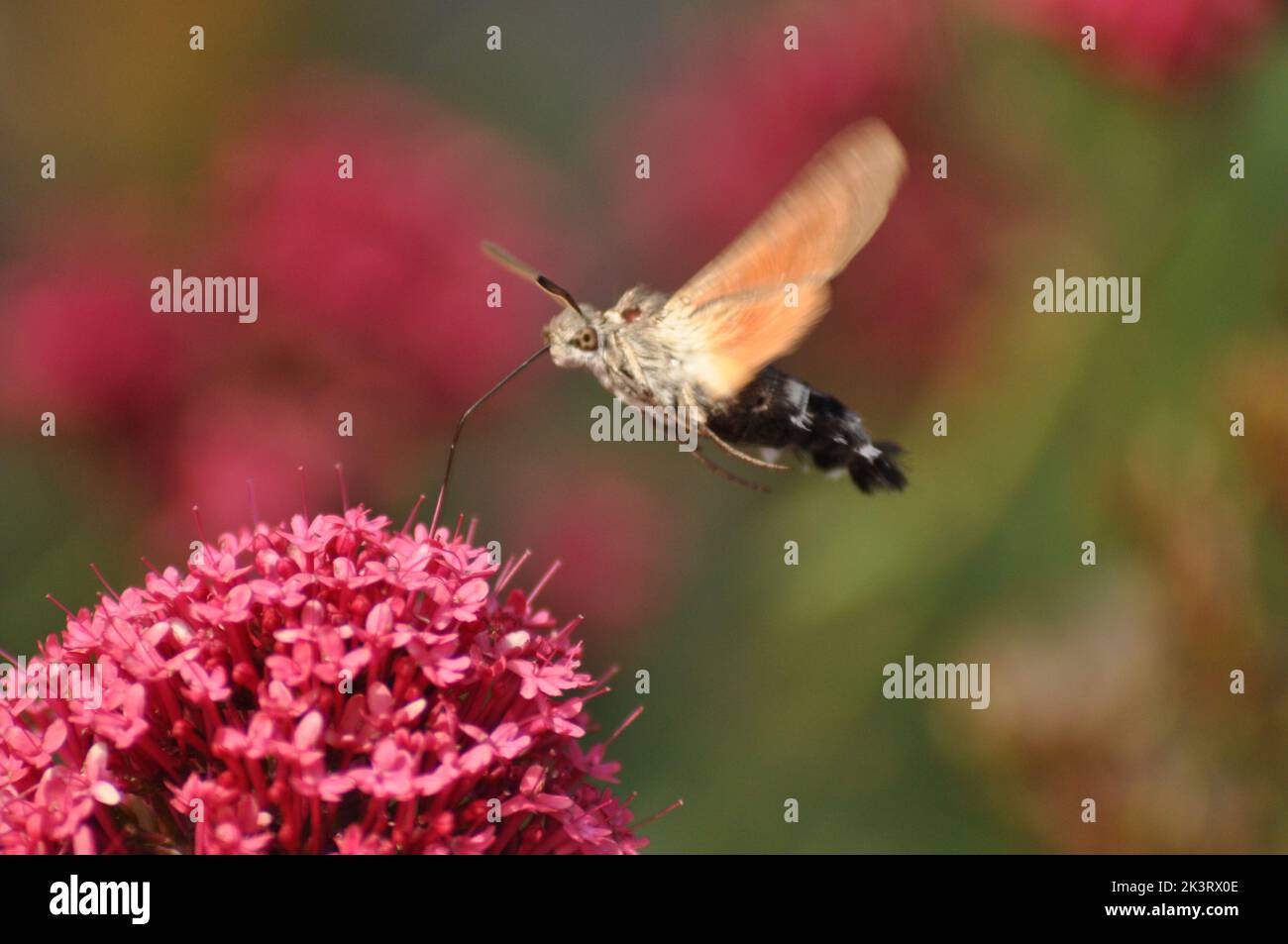 A Hummingbird hawk moth (Macroglossum stellatarum) hovering and feeding ...