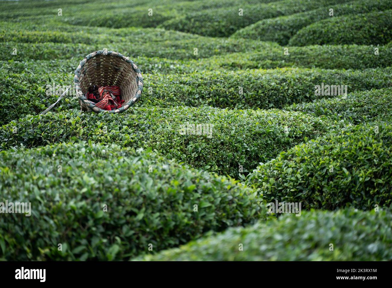 front view closeup of traditional harvesting wicker conical basket on ...