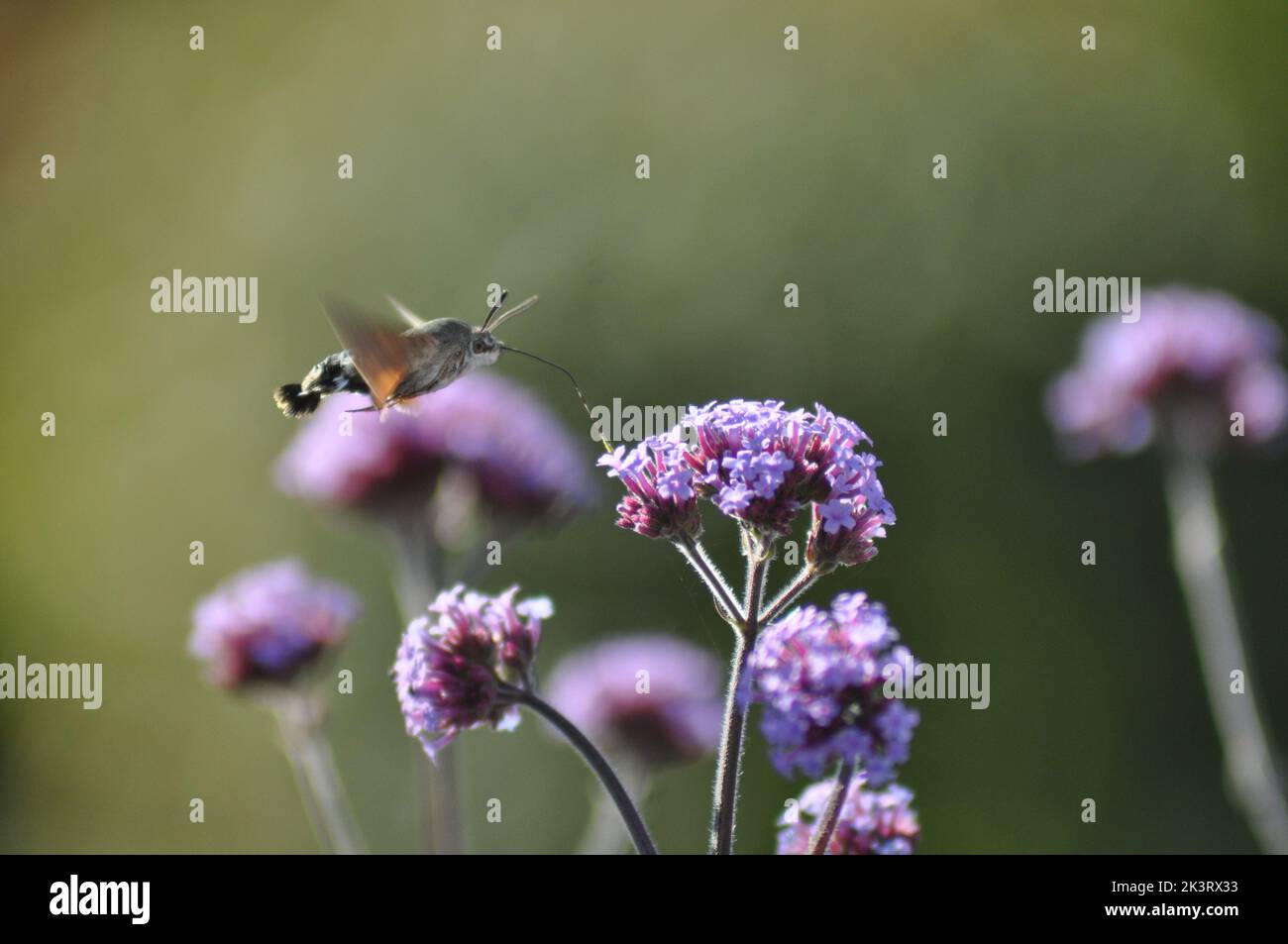 A Hummingbird hawk moth (Macroglossum stellatarum) hovering and feeding ...
