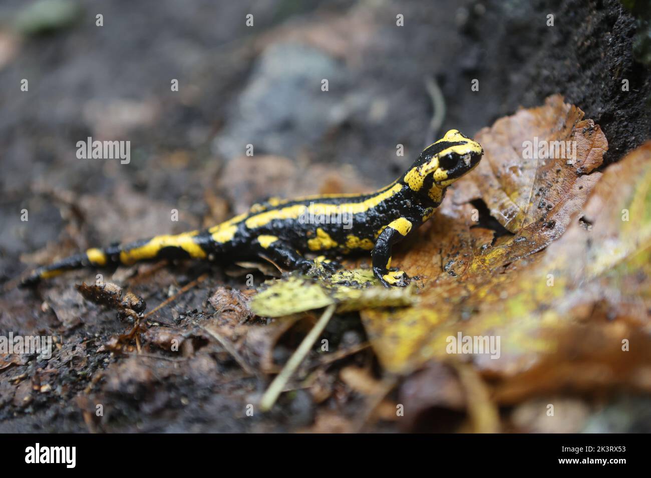 Thale, Germany. 28th Sep, 2022. A fire salamander crawls through the ...