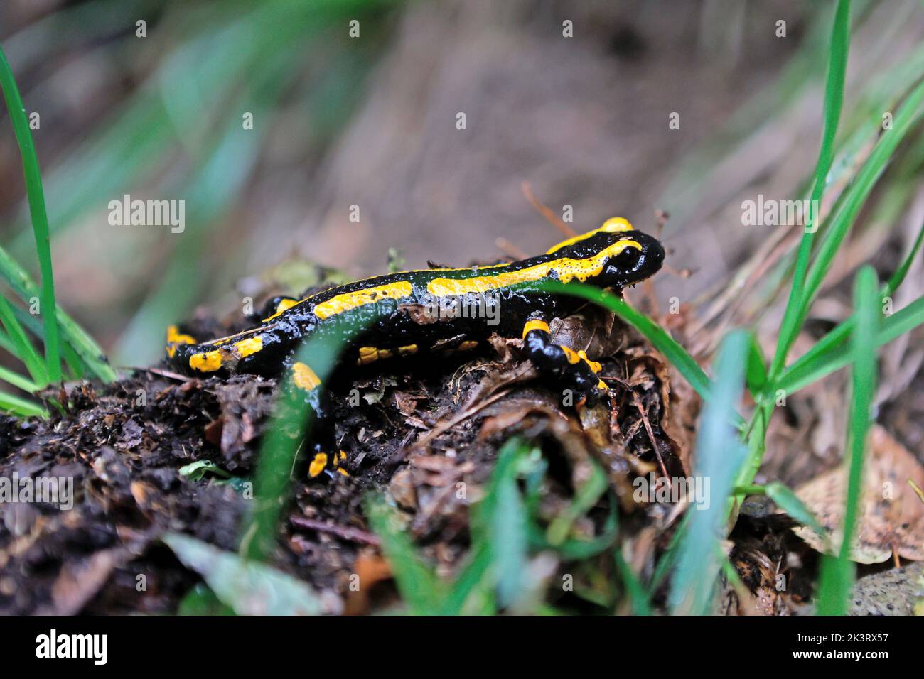 Salamanders distinctive spots hi-res stock photography and images - Alamy