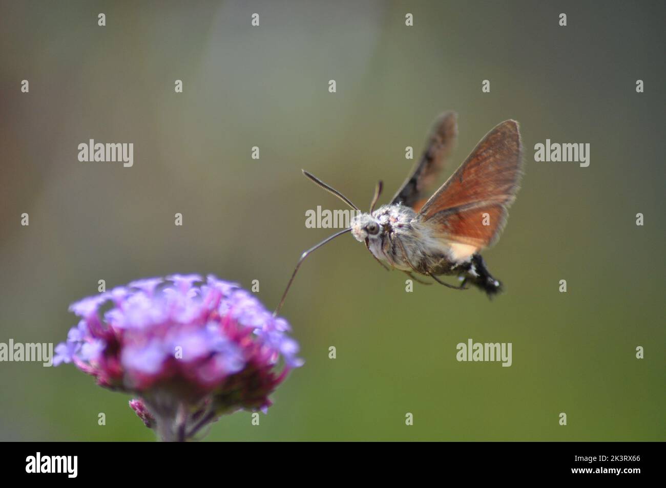 A Hummingbird hawk moth (Macroglossum stellatarum) hovering and feeding ...