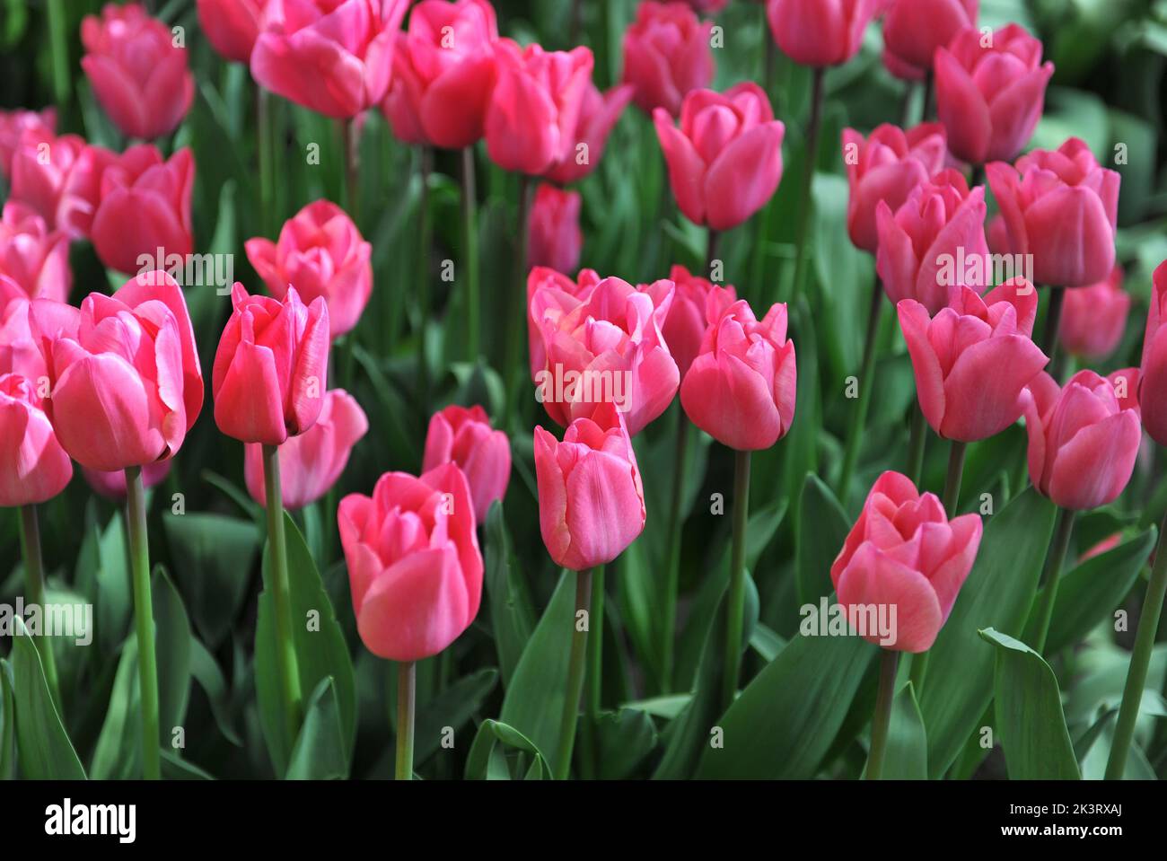 Pink Triumph tulips (Tulipa) Roussillion bloom in a garden in April ...
