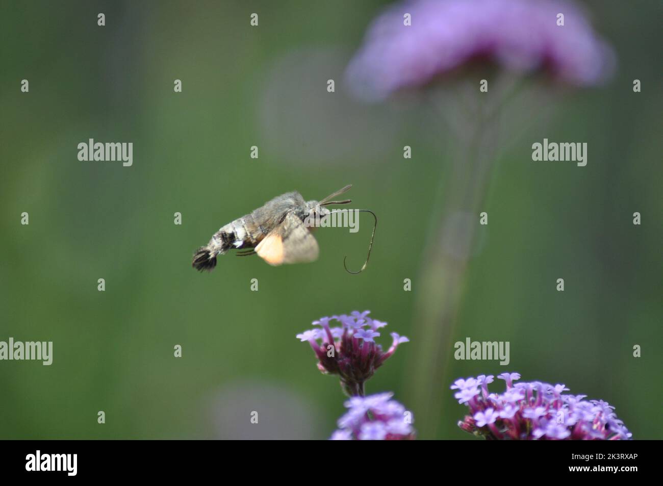 A Hummingbird hawk moth (Macroglossum stellatarum) hovering and feeding ...
