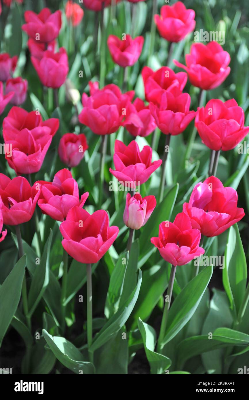 Tulip roussillion hi-res stock photography and images - Alamy