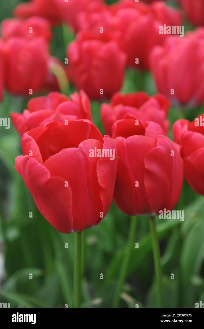 Red Triumph tulips (Tulipa) Roxy bloom in a garden in April Stock Photo ...