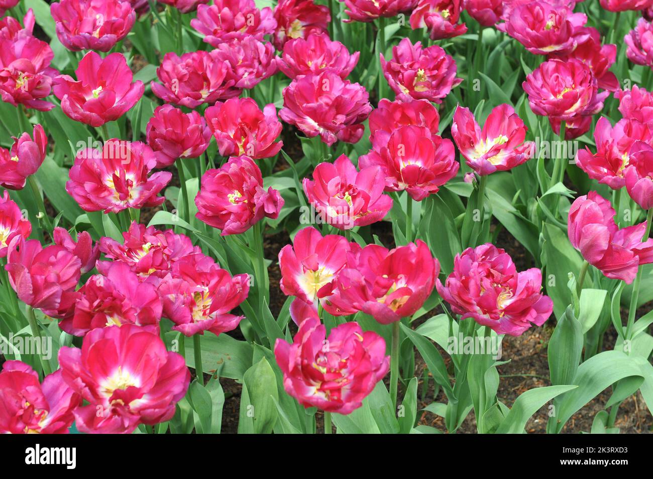 Pink peony-flowered Double Early tulips (Tulipa) Royal Acres bloom in a ...