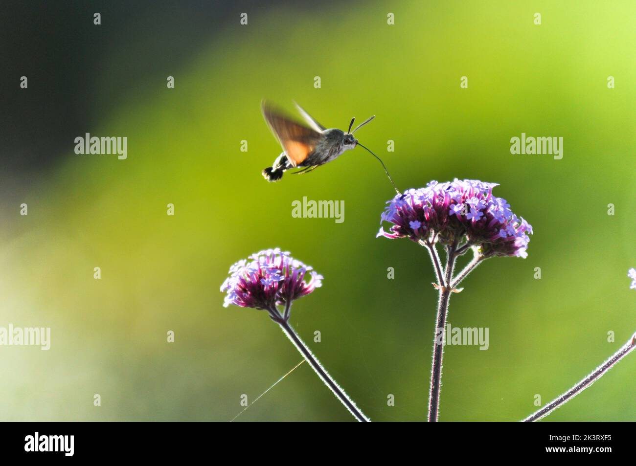 A Hummingbird hawk moth (Macroglossum stellatarum) hovering and feeding ...
