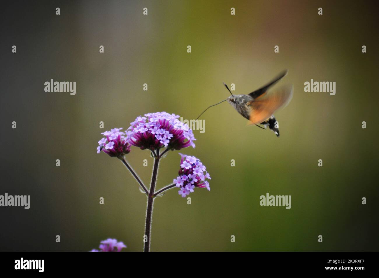 A Hummingbird hawk moth (Macroglossum stellatarum) hovering and feeding ...