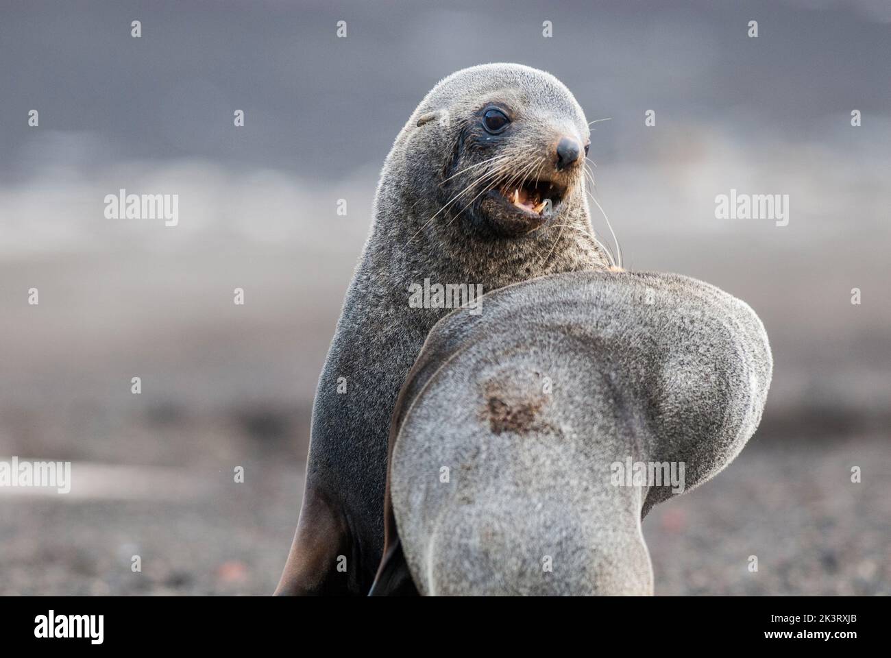 Sea lions baby, Peninsula Valdes, Patagonia, Argentina Stock Photo - Alamy