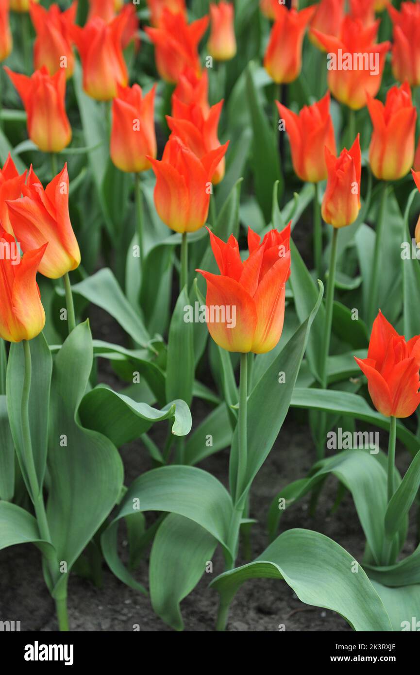 Orange-red lily-flowered tulips (Tulipa) Royal Gift bloom in a garden ...