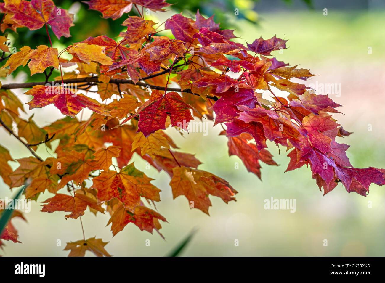 Glistening autumn trees. Orange and red maple leaves in fall sun shine ...