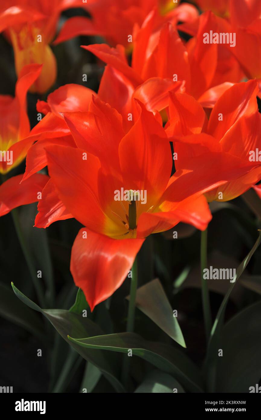 Orange-red lily-flowered tulips (Tulipa) Royal Gift bloom in a garden ...