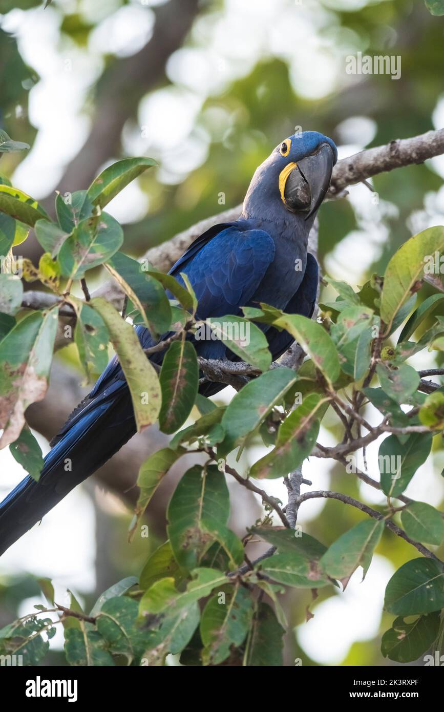 World species hi-res stock photography and images - Alamy