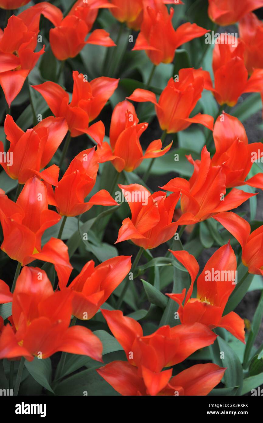Orange-red lily-flowered tulips (Tulipa) Royal Gift bloom in a garden ...