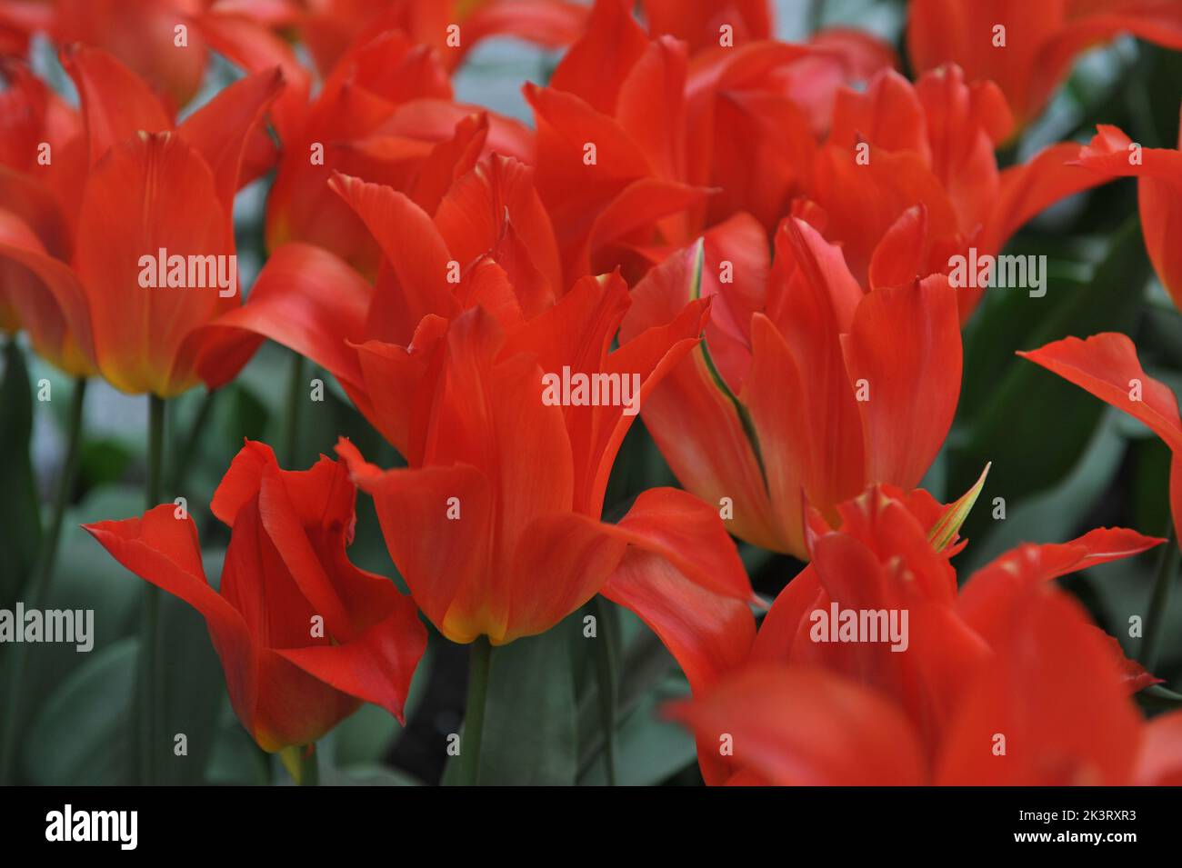 Orange-red lily-flowered tulips (Tulipa) Royal Gift bloom in a garden ...