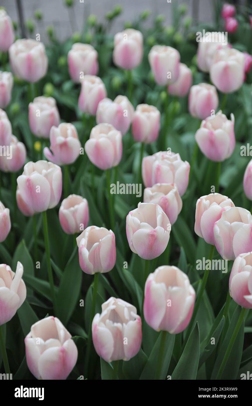 Pink and white Darwin Hybrid tulips (Tulipa) Royal Pride bloom in a ...