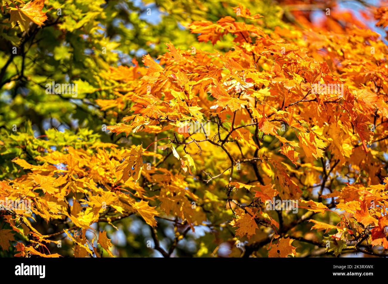 Glistening autumn trees. Orange and red maple leaves in fall sun shine ...
