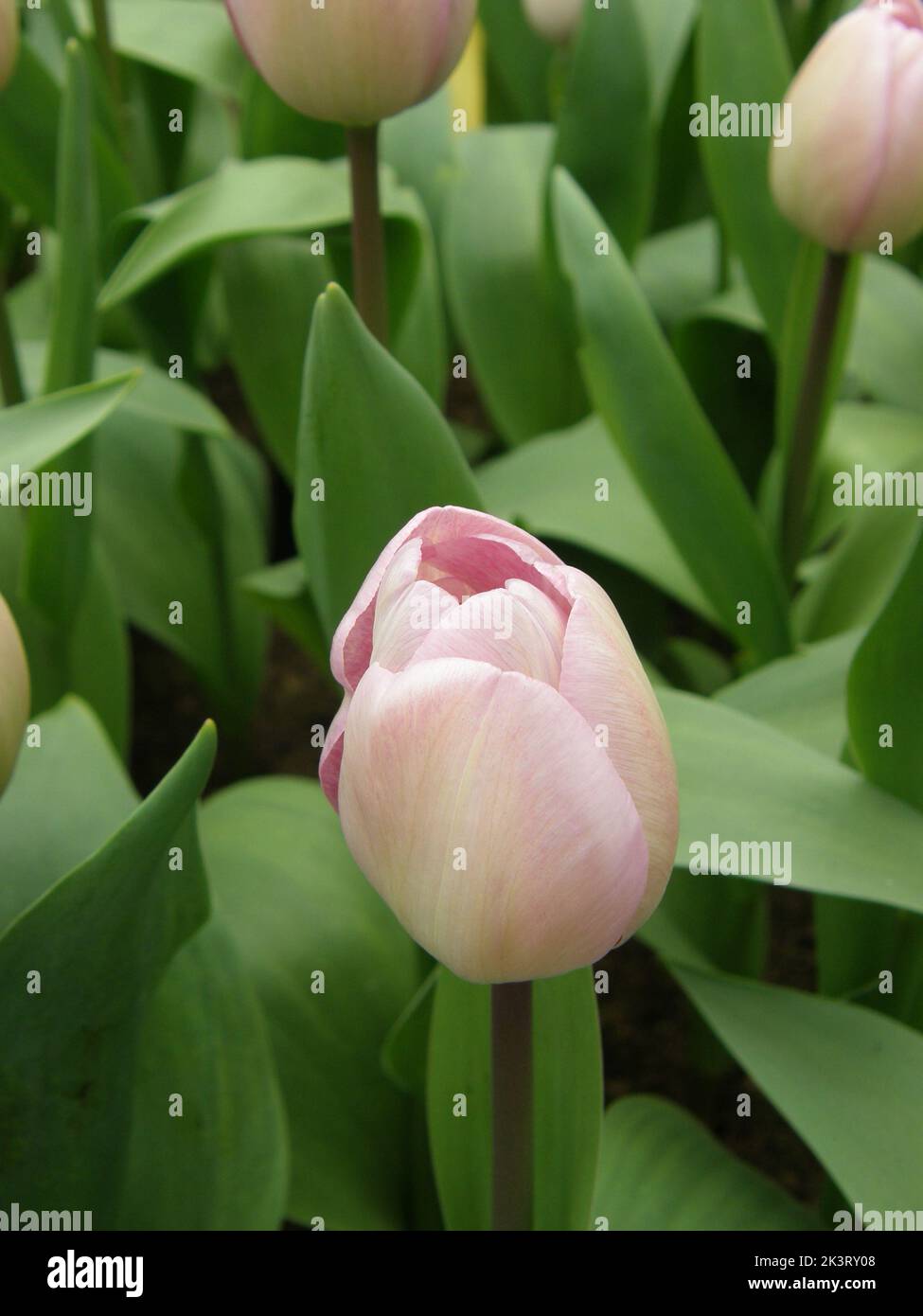 Pink and white Triumph tulips (Tulipa) Royal Two bloom in a garden in ...