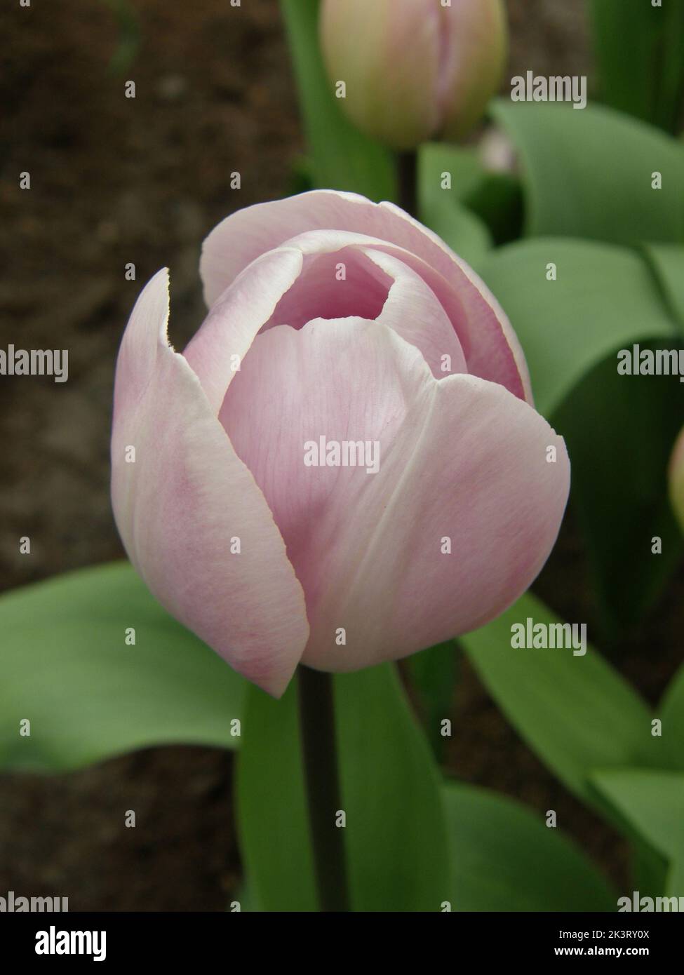 Tulip garden two hi-res stock photography and images - Alamy