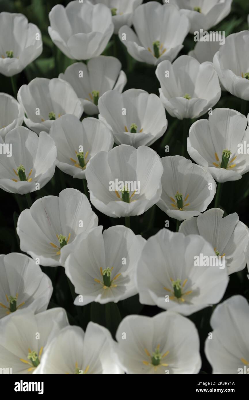 White Triumph tulips (Tulipa) Royal Virgin bloom in a garden in April ...