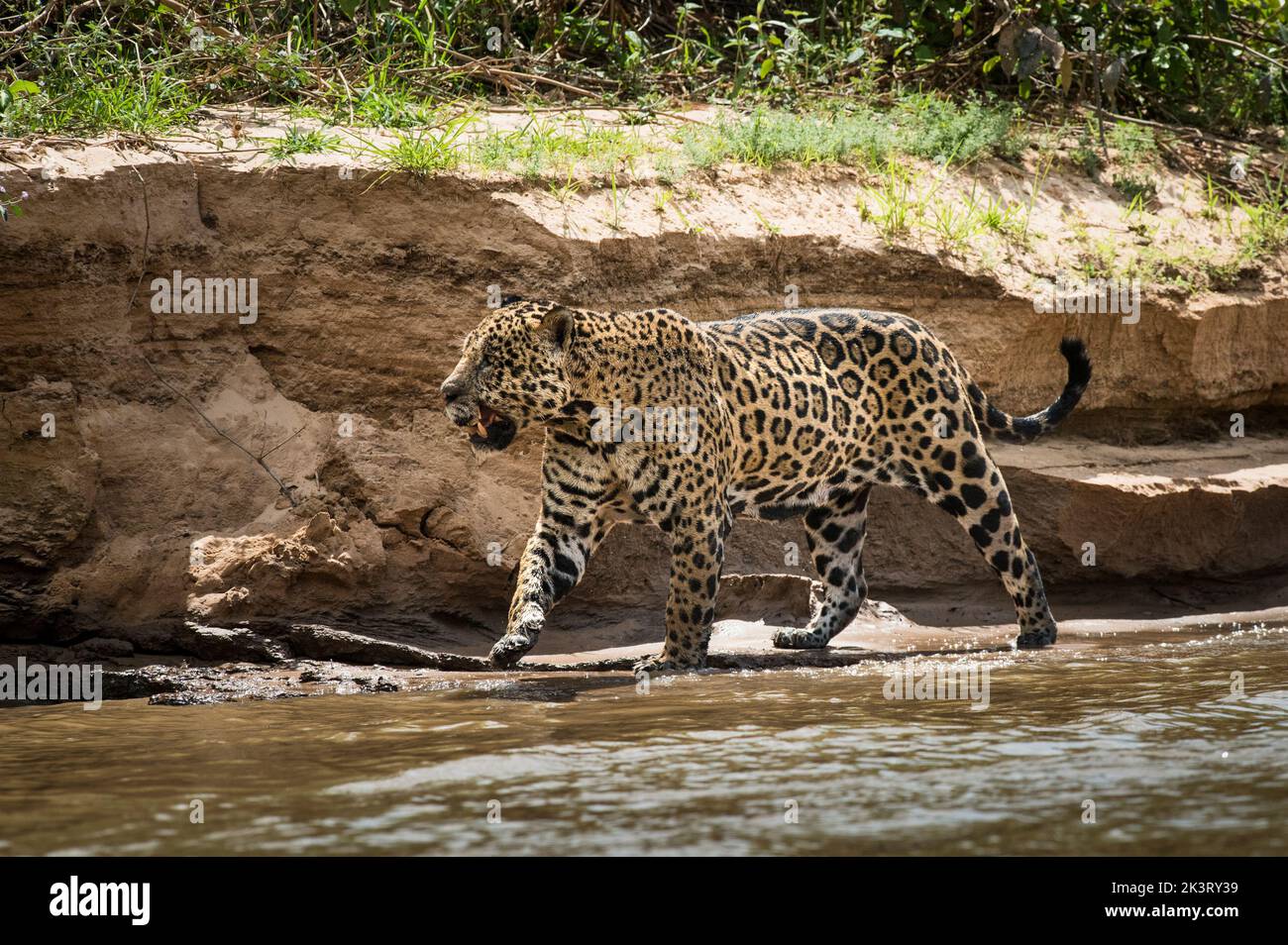 Panthera onca.Pantanal Brazil Stock Photo - Alamy