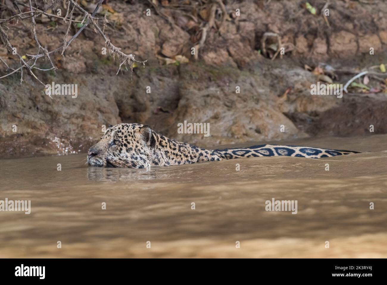 Panthera onca.Pantanal Brazil Stock Photo - Alamy