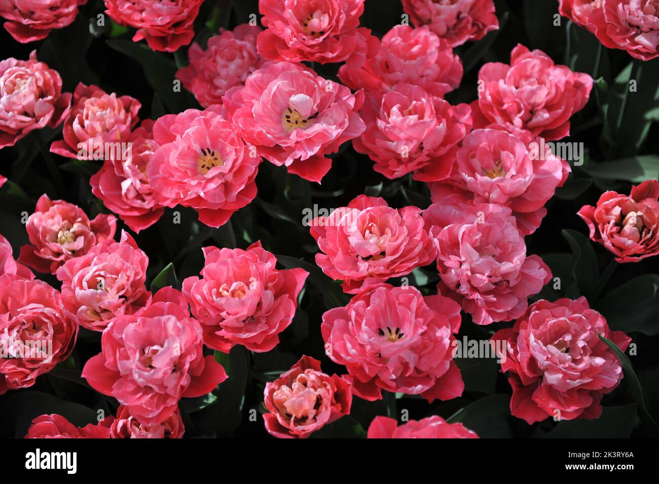 Pink peony-flowered Double Early tulips (Tulipa) Rozalynn bloom in a ...