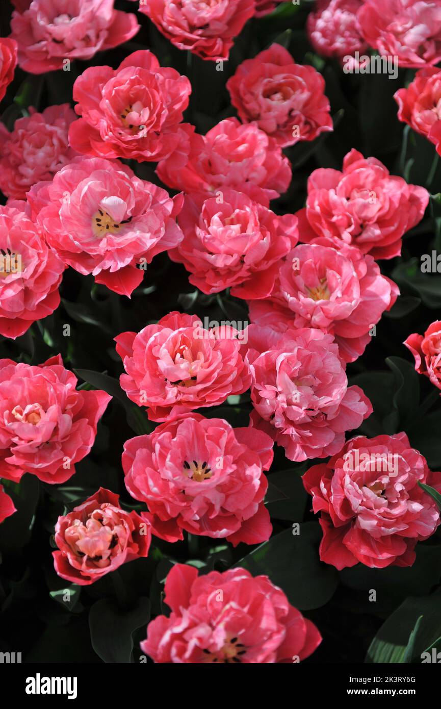 Pink peony-flowered Double Early tulips (Tulipa) Rozalynn bloom in a ...