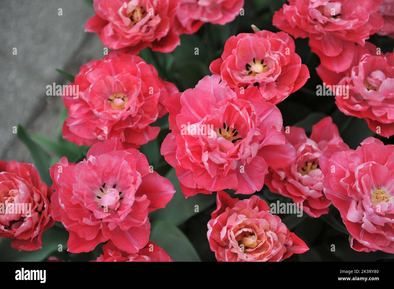 Pink peony-flowered Double Early tulips (Tulipa) Rozalynn bloom in a ...