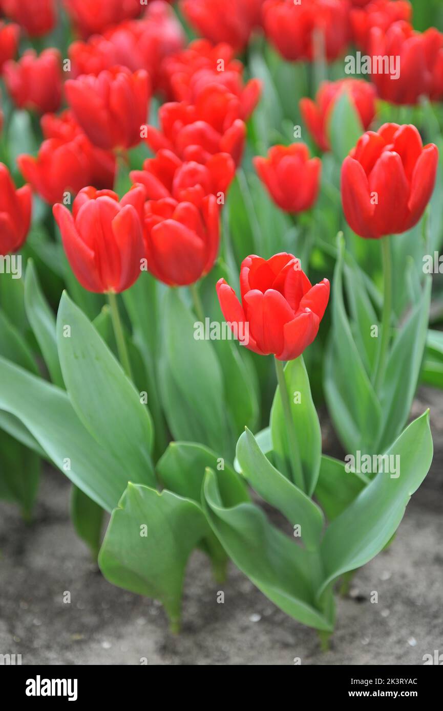 Tulipa ruby prince hi-res stock photography and images - Alamy