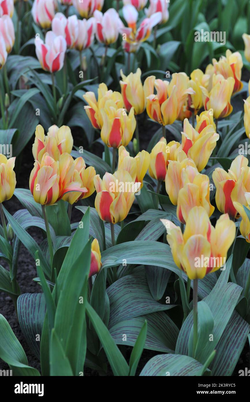 Red and yellow Greigii tulips (Tulipa) Ruud Lubbers bloom in a garden ...