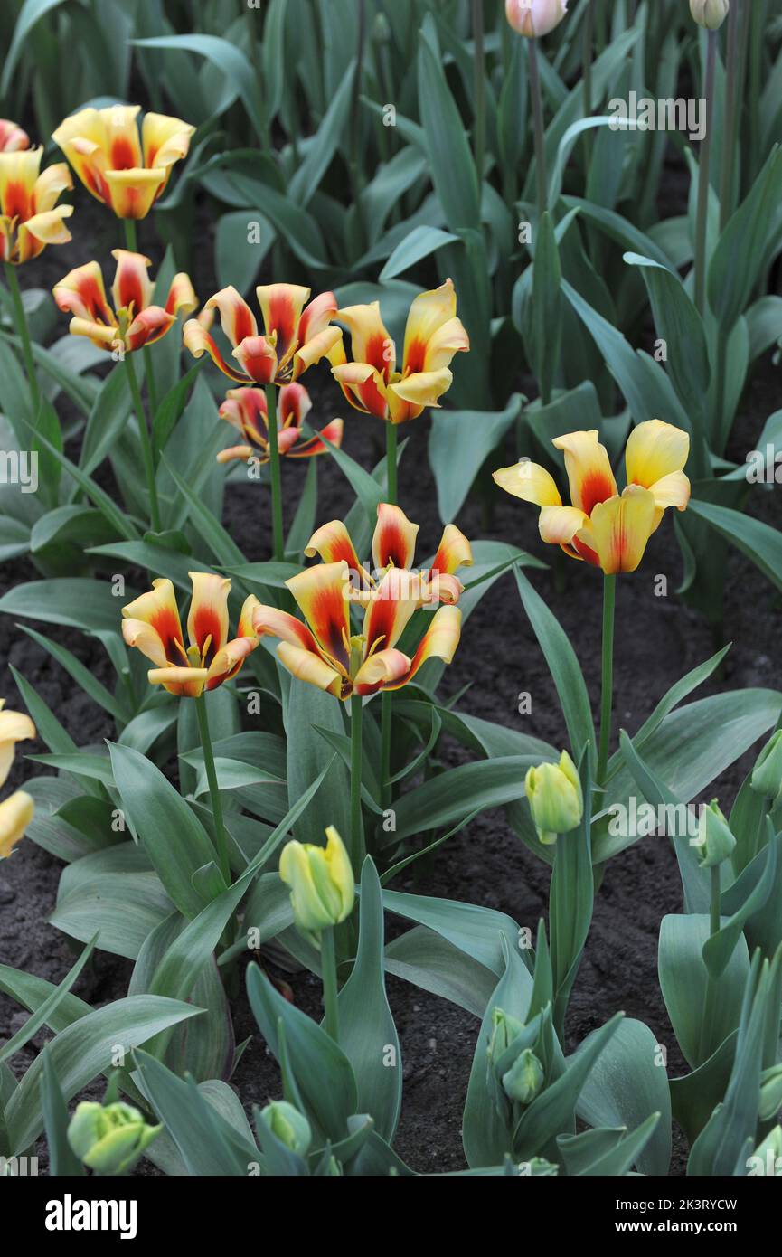 Red and yellow Greigii tulips (Tulipa) Ruud Lubbers bloom in a garden ...