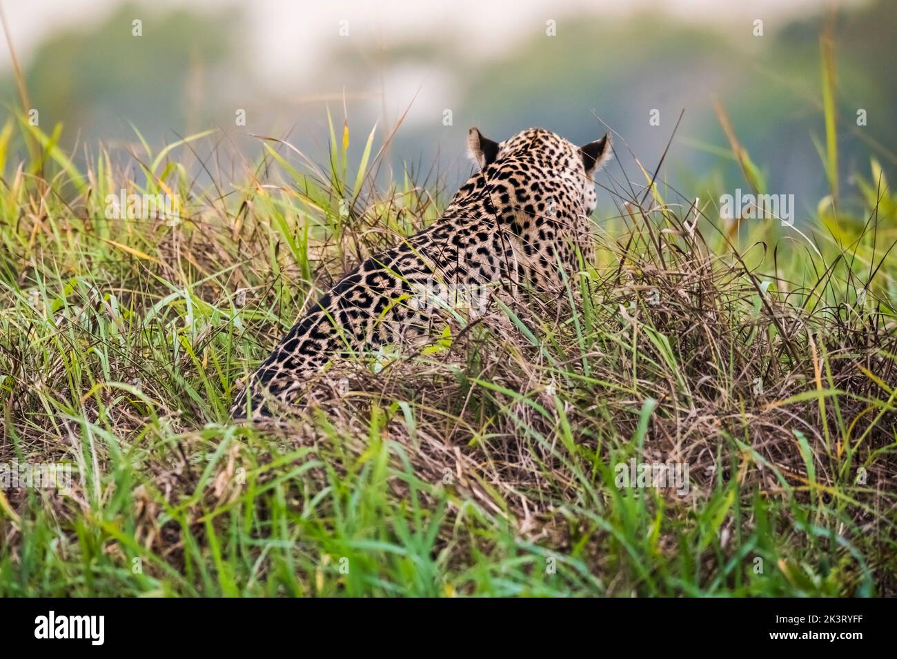 Panthera onca.Pantanal Brazil Stock Photo - Alamy