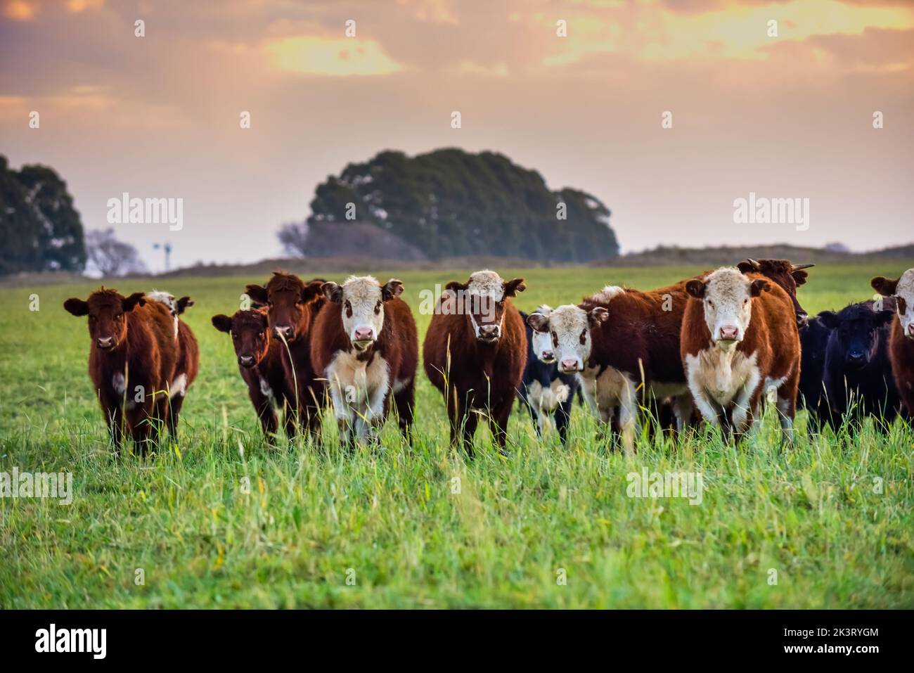 Cows raised with natural pastures, meat production in the Argentine ...