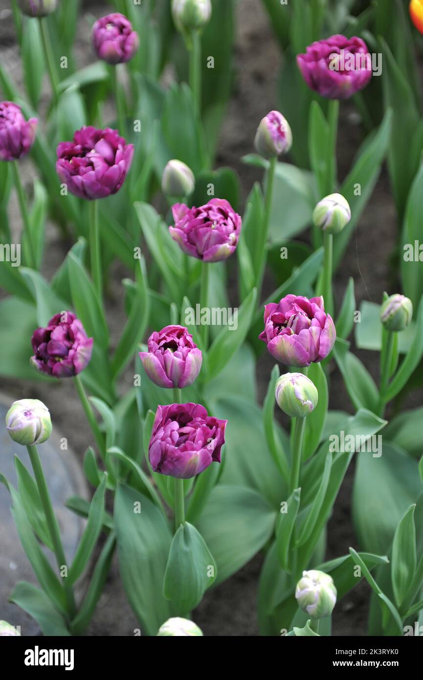 Purple peony-flowered Double Late tulips (Tulipa) Saigon Double bloom ...