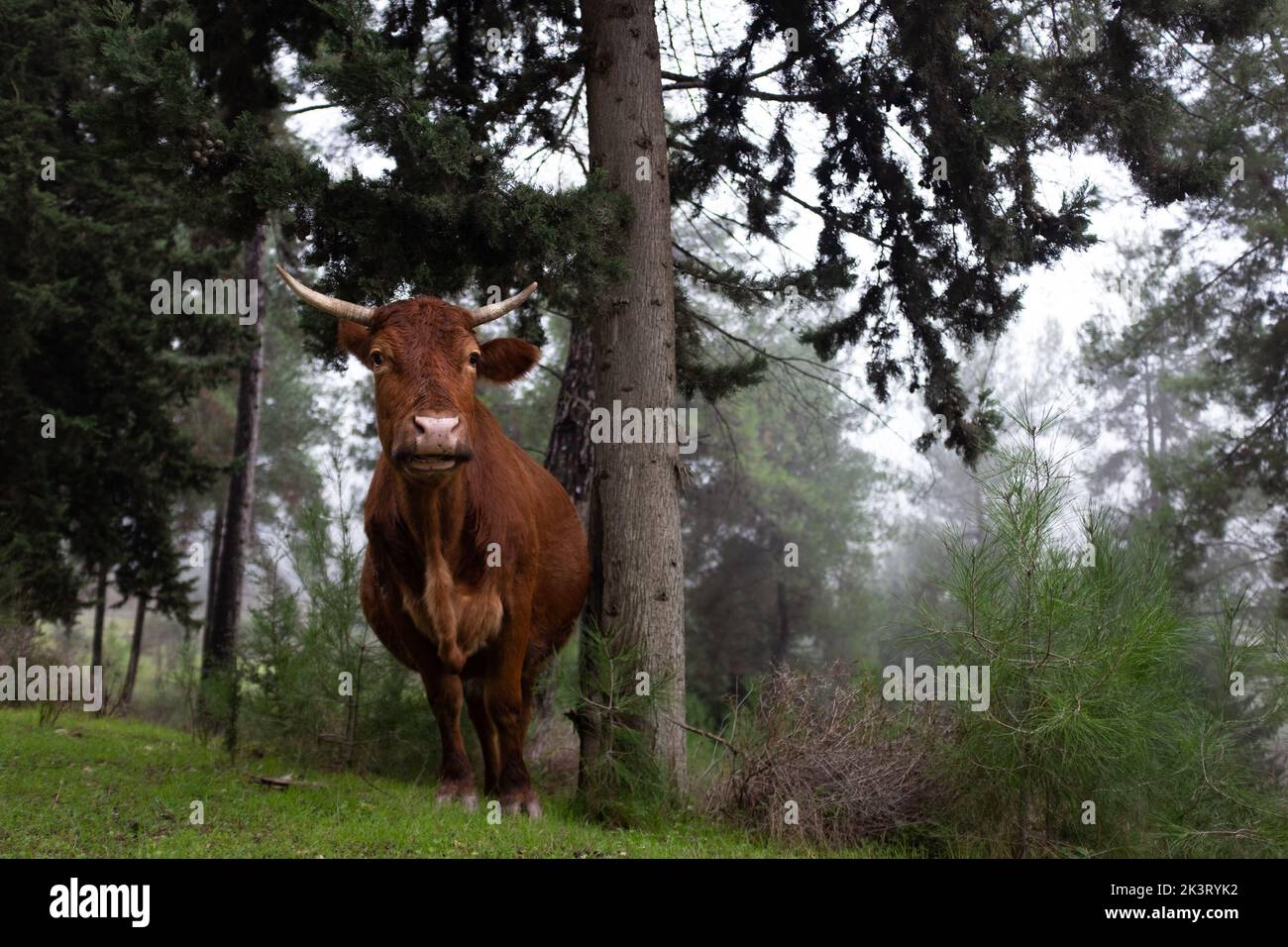 A cow stands between trees in forest Stock Photo - Alamy