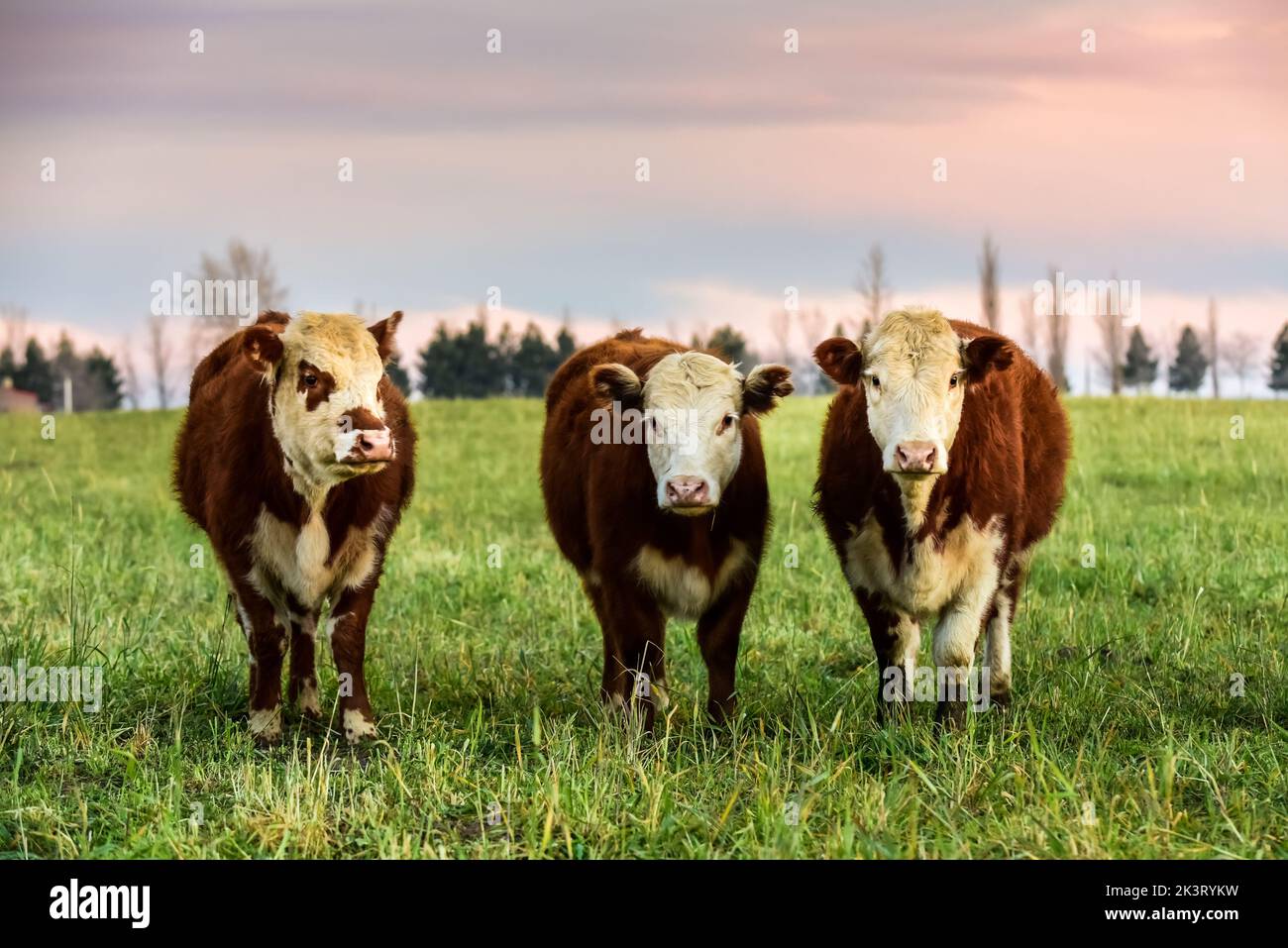 Cows raised with natural pastures, meat production in the Argentine ...