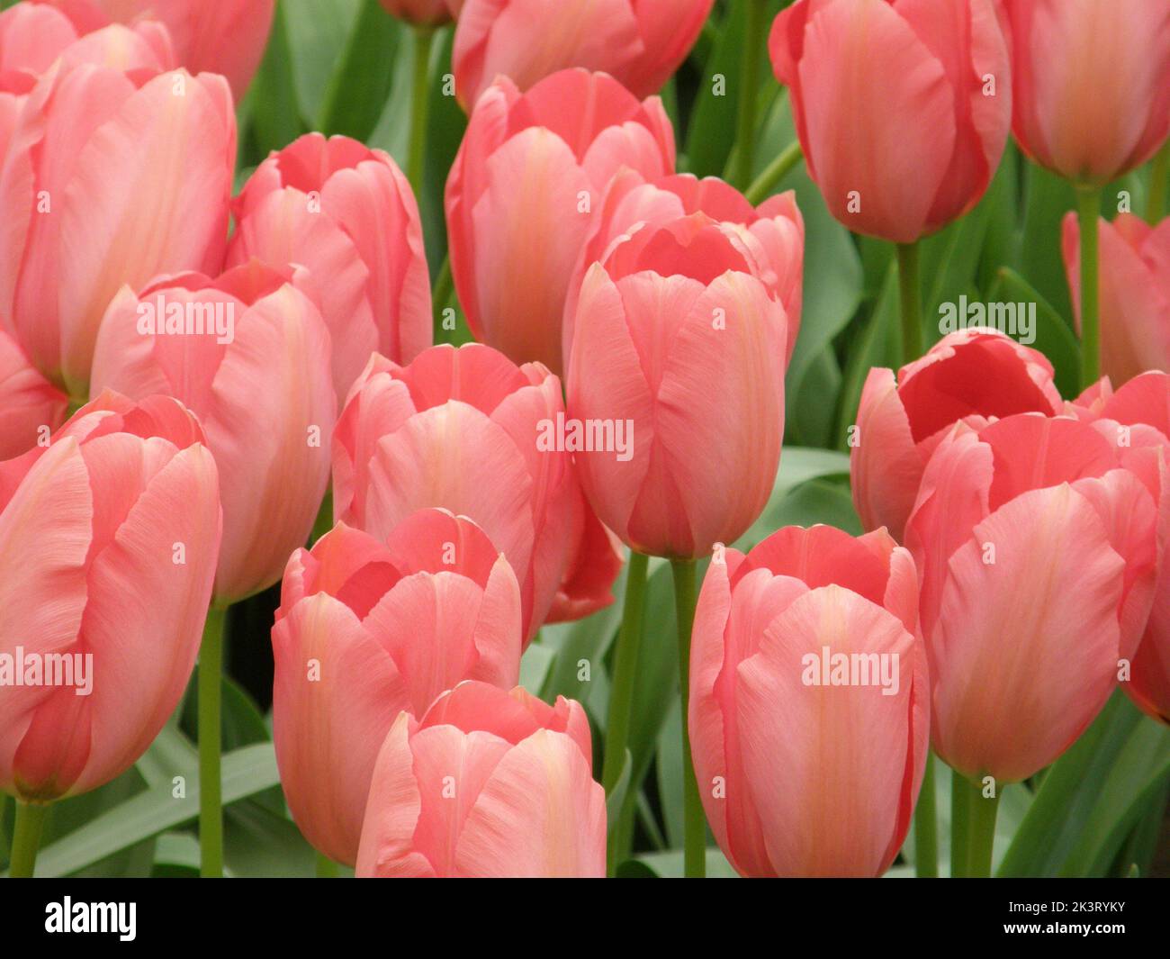 Pink Darwin Hybrid tulips (Tulipa) Sake bloom in a garden in March ...