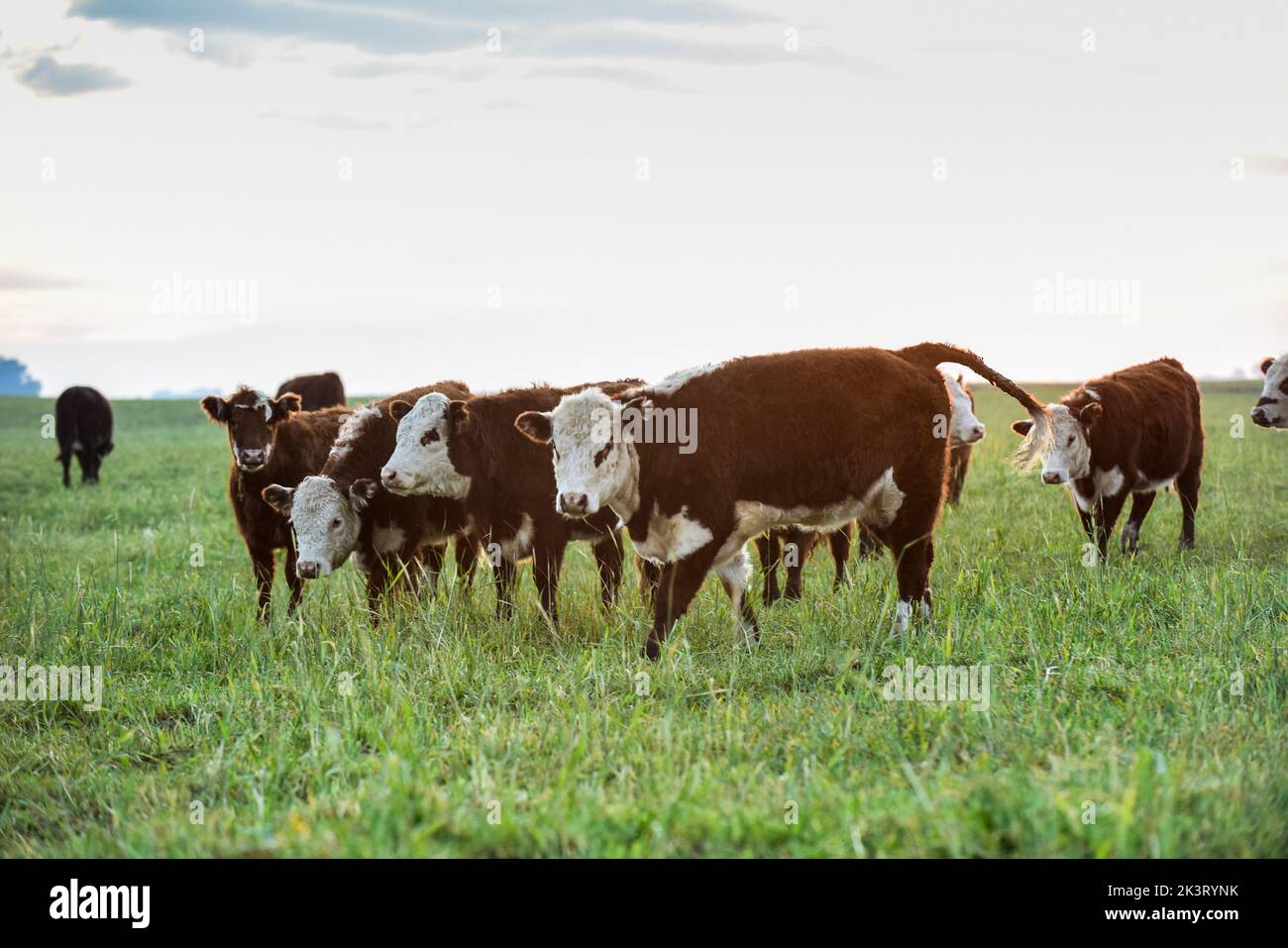 Cows raised with natural pastures, meat production in the Argentine ...