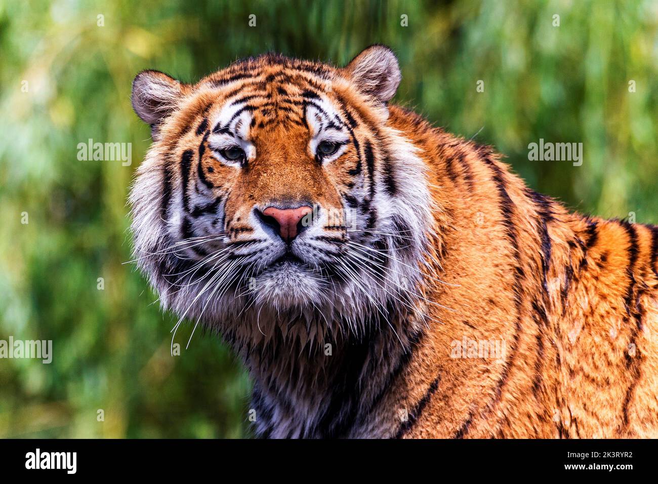 Sumatran Dangerous Tiger Wallpapers